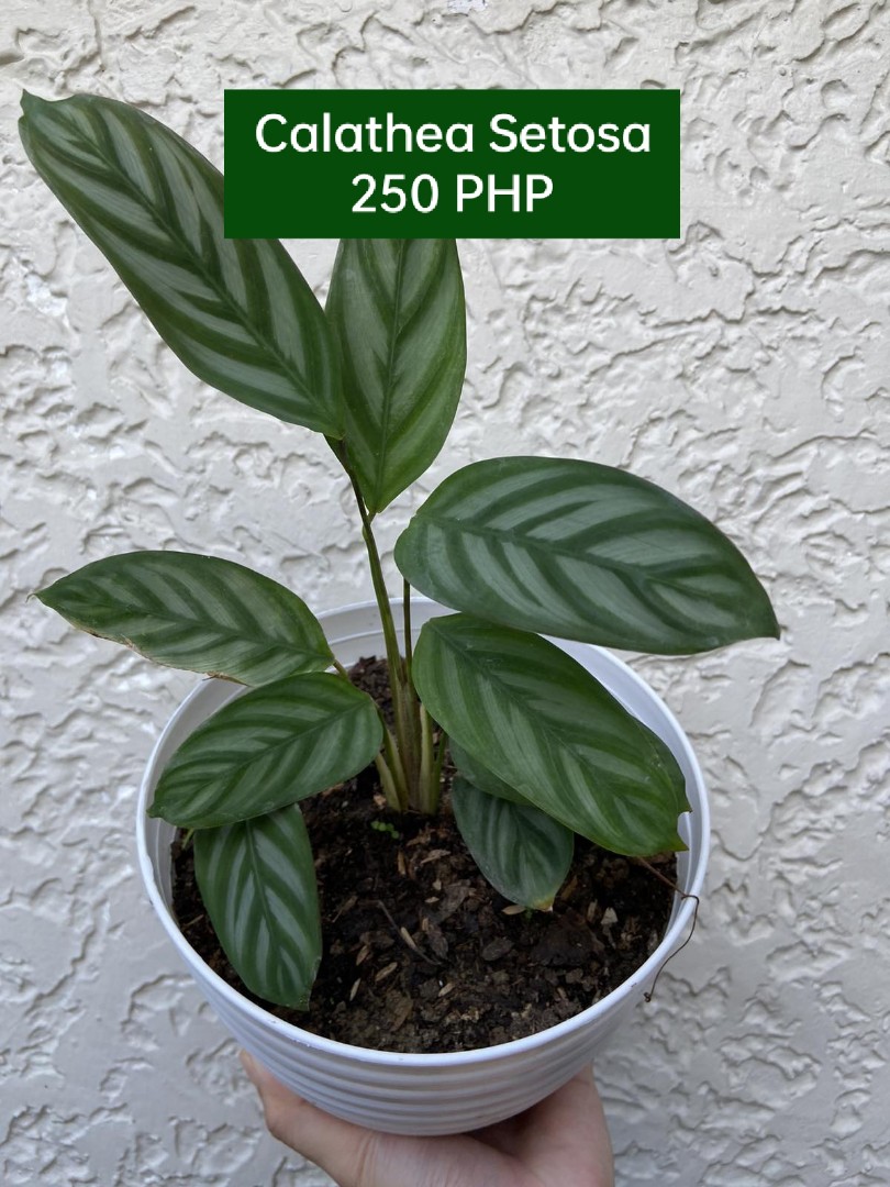 Calathea Setosa, Furniture & Home Living, Gardening, Plants & Seeds on ...