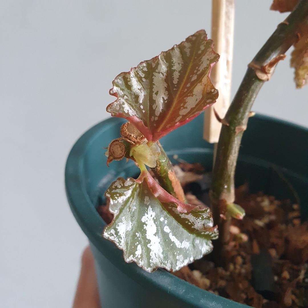 Begonia Highway aka Looking Glass Hybrid, Furniture & Home Living ...