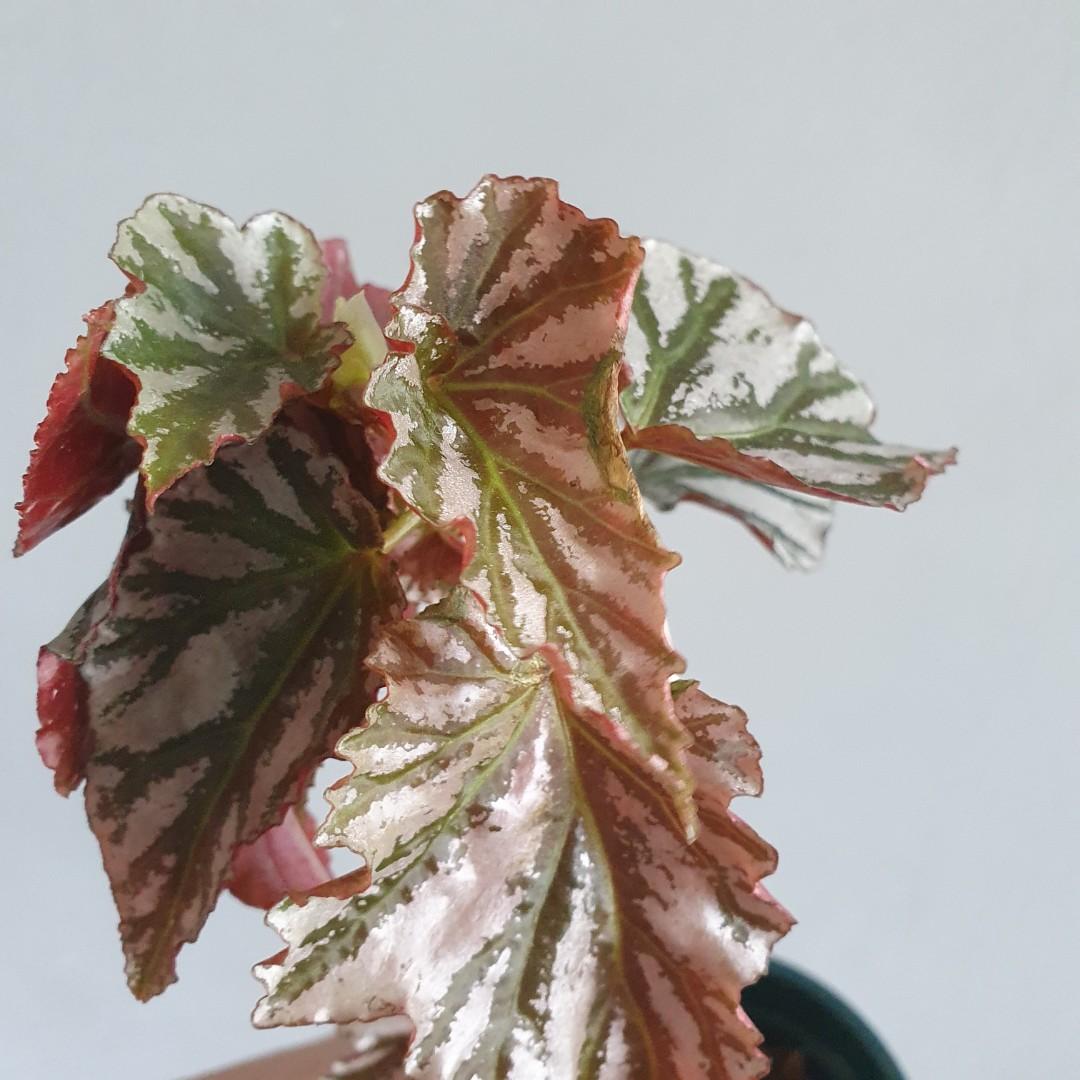 Begonia Highway aka Looking Glass Hybrid, Furniture & Home Living ...