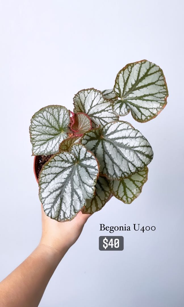 Begonia U400, Furniture & Home Living, Gardening, Plants & Seeds on ...