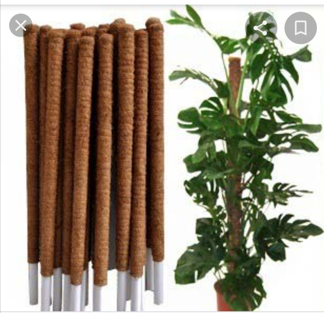 Coconut moss plant support stick, Everything Else on Carousell