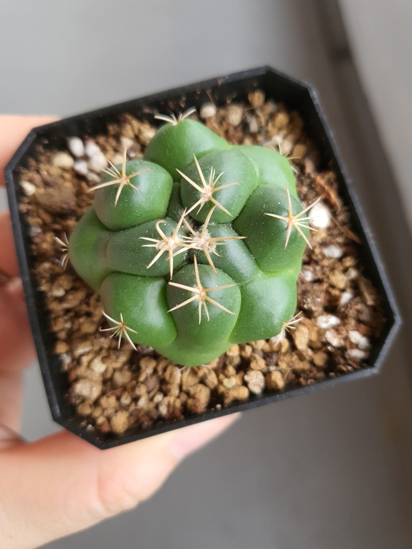 Cory red flower, Furniture & Home Living, Gardening, Plants & Seeds on ...