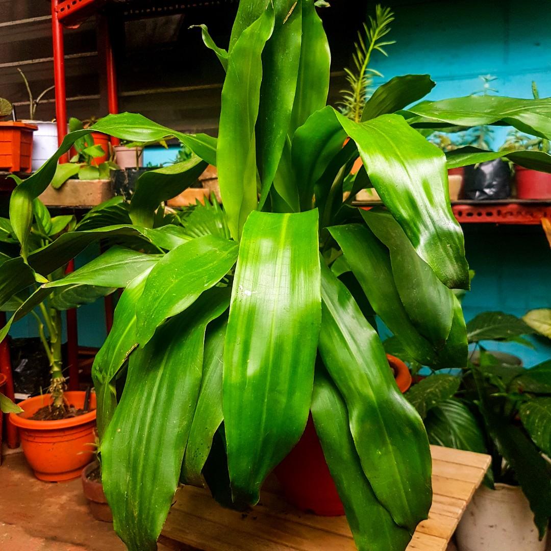 Fortune plant, Furniture & Home Living, Gardening, Plants & Seeds on ...