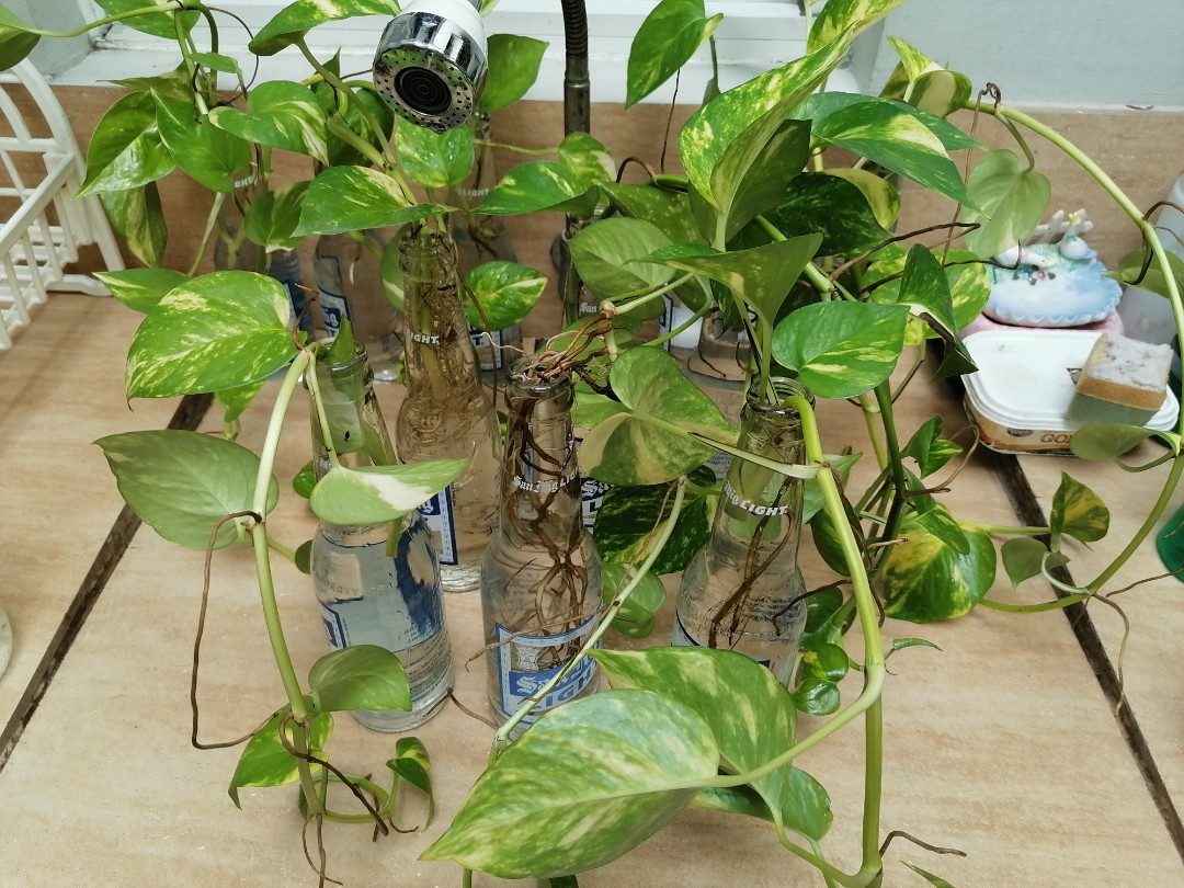 Giant Golden Pothos Trailing Plant, Furniture & Home Living, Gardening ...