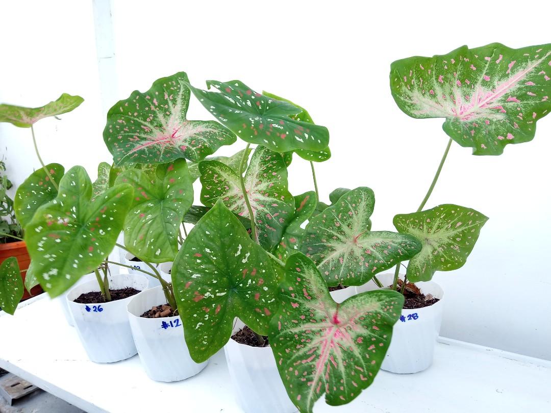 Potted Caladium Carousel, Furniture & Home Living, Gardening, Plants ...