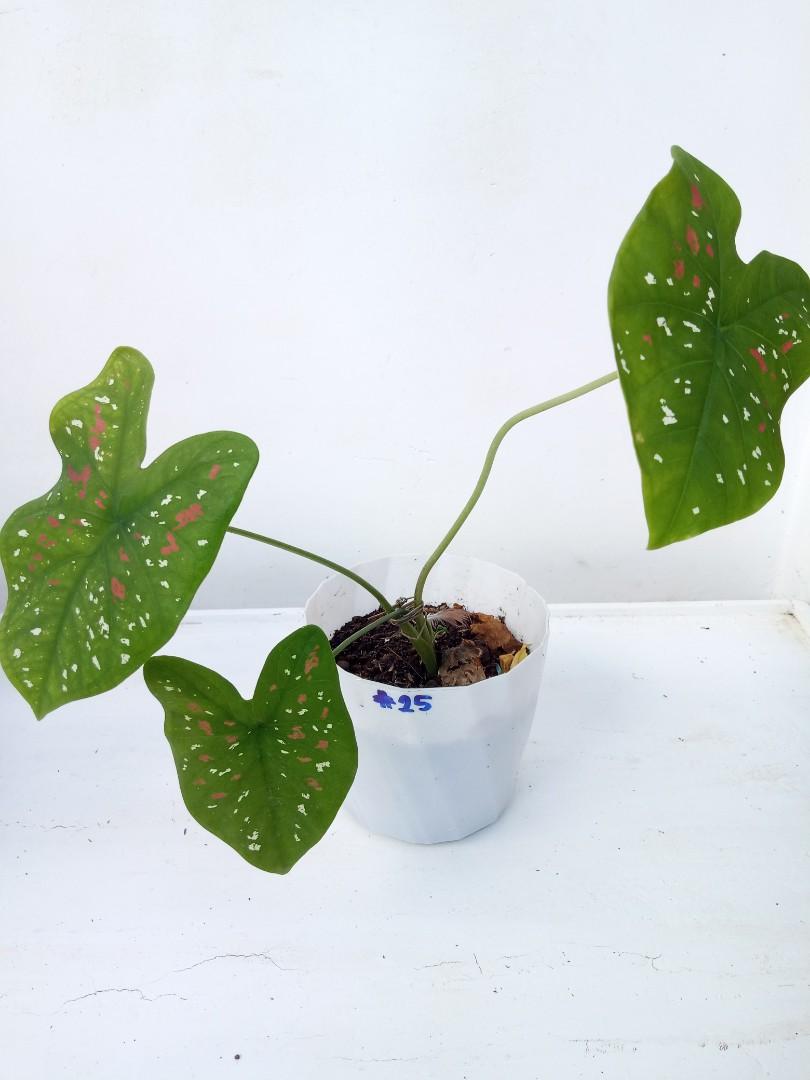 Potted Caladium Carousel, Furniture & Home Living, Gardening, Plants ...