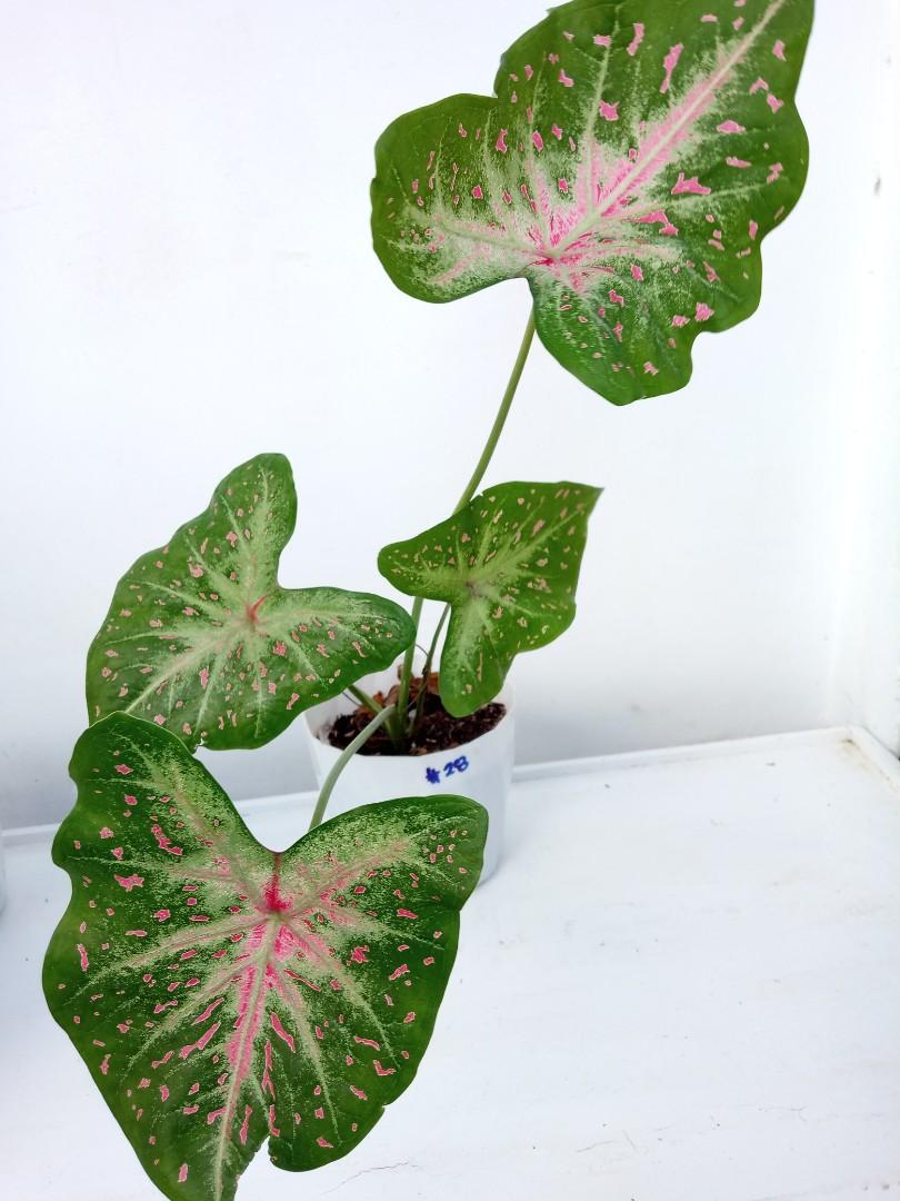 Potted Caladium Carousel, Furniture & Home Living, Gardening, Plants ...