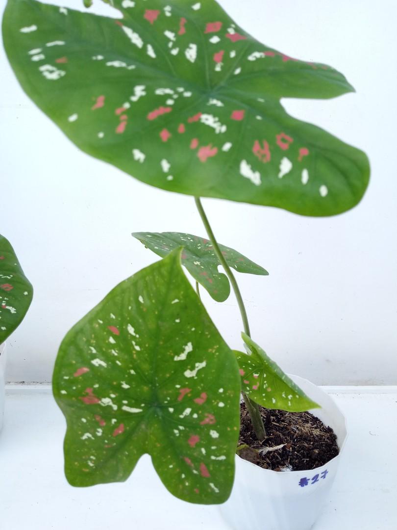 Potted Caladium Carousel, Furniture & Home Living, Gardening, Plants ...