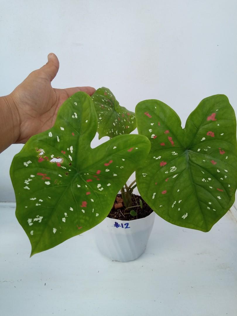 Potted Caladium Carousel, Furniture & Home Living, Gardening, Plants ...