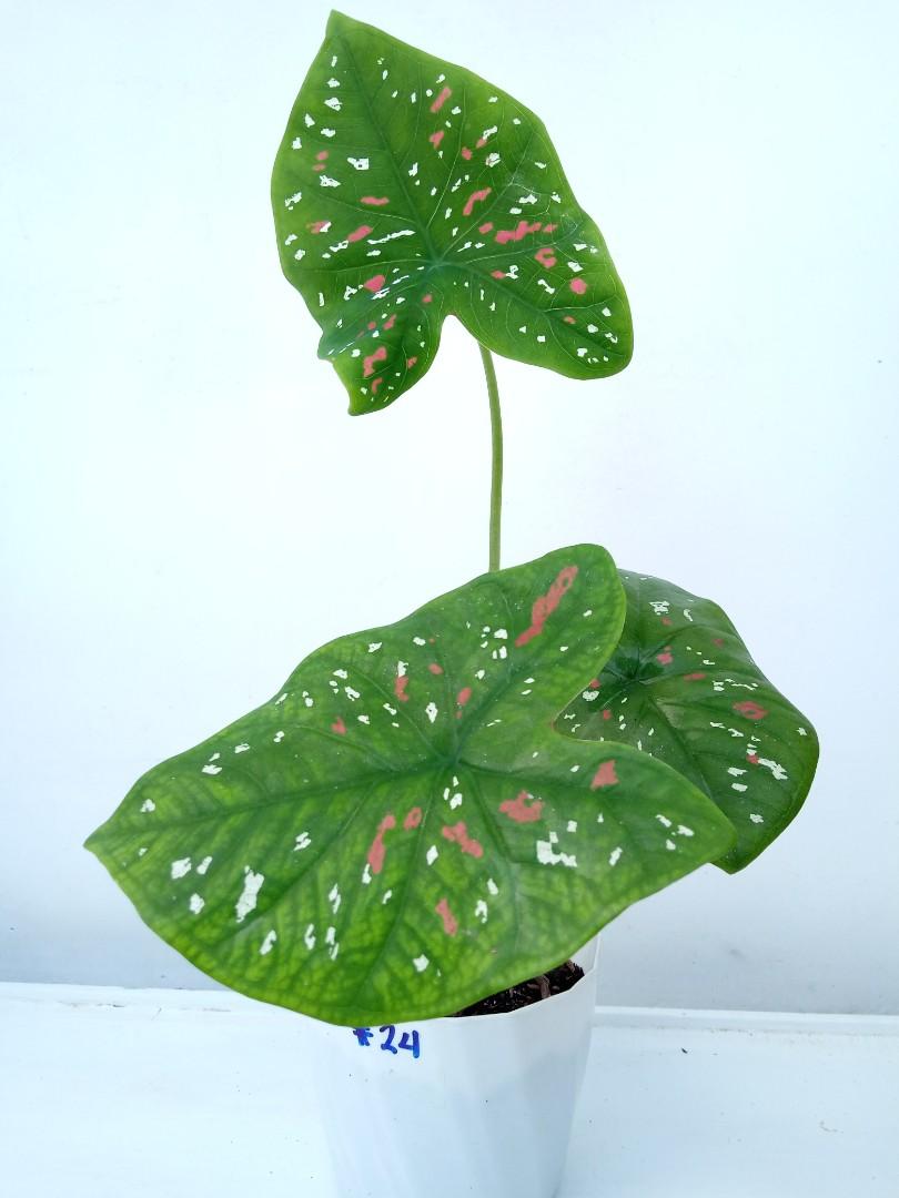 Potted Caladium Carousel, Furniture & Home Living, Gardening, Plants ...