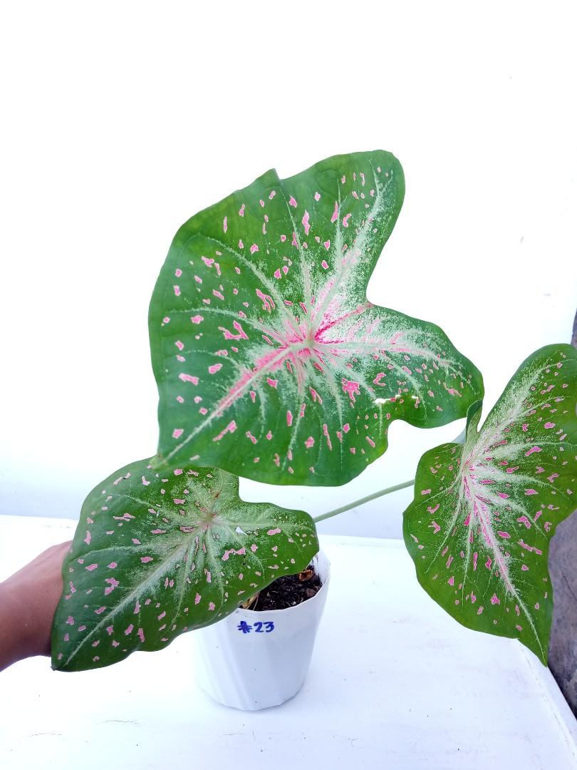 Potted Caladium Carousel, Furniture & Home Living, Gardening, Plants ...