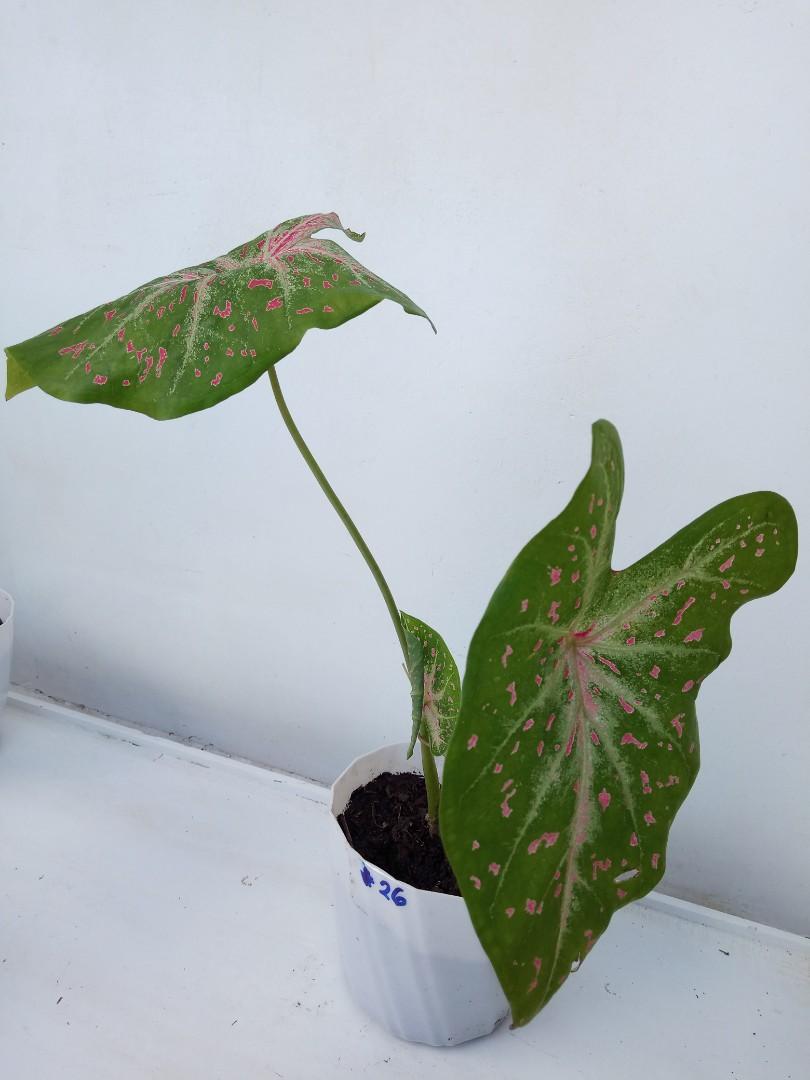 Potted Caladium Carousel, Furniture & Home Living, Gardening, Plants ...