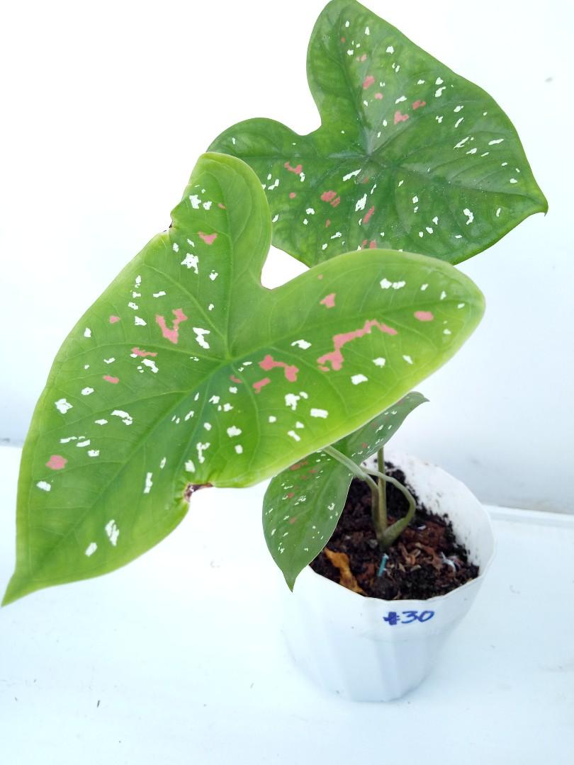 Potted Caladium Carousel, Furniture & Home Living, Gardening, Plants ...