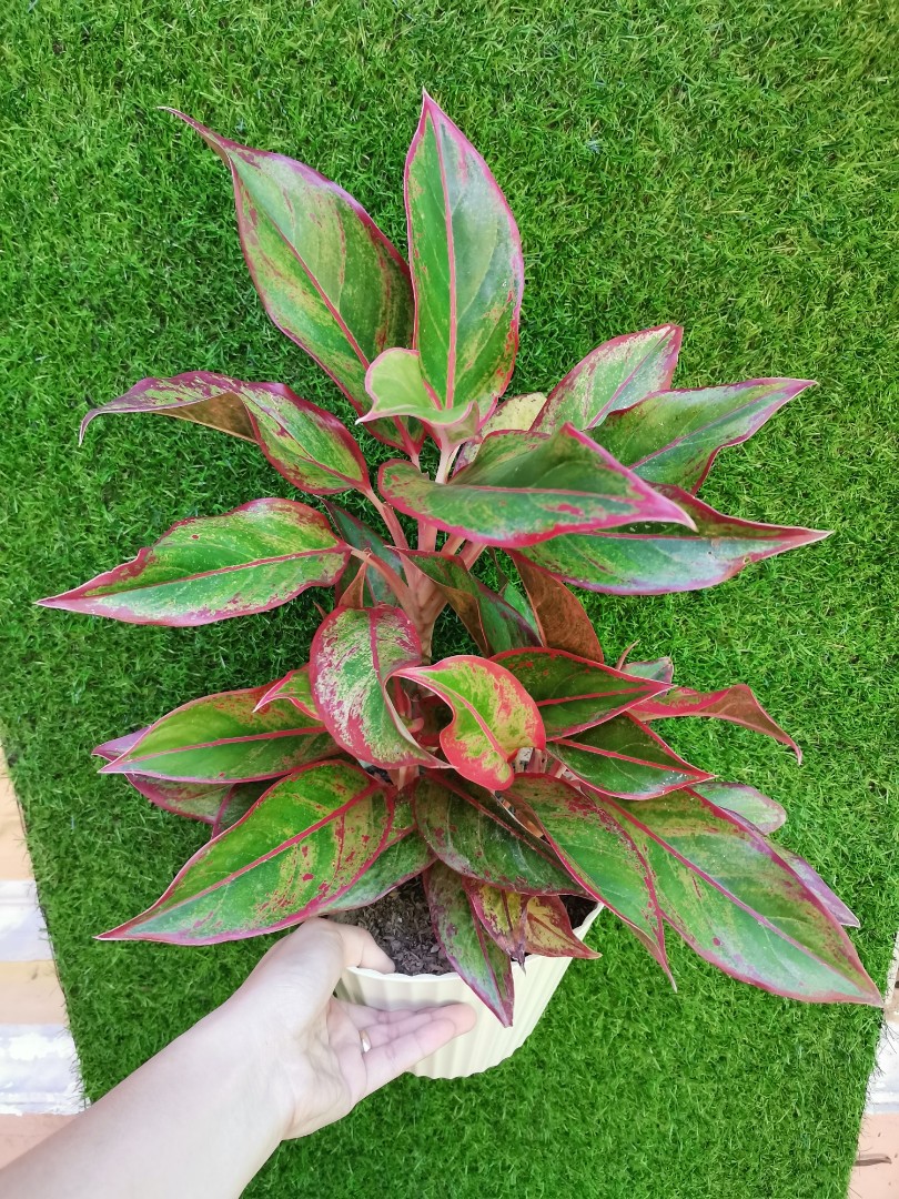 Aglaonema Red Siam, Furniture & Home Living, Gardening, Plants & Seeds ...