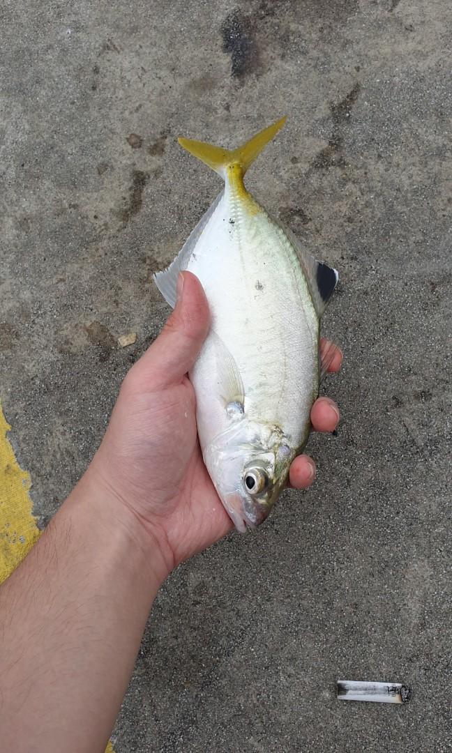 Fishing Apollo rig , Sports Equipment, Fishing on Carousell