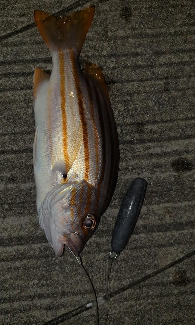 Fishing Apollo rig , Sports Equipment, Fishing on Carousell