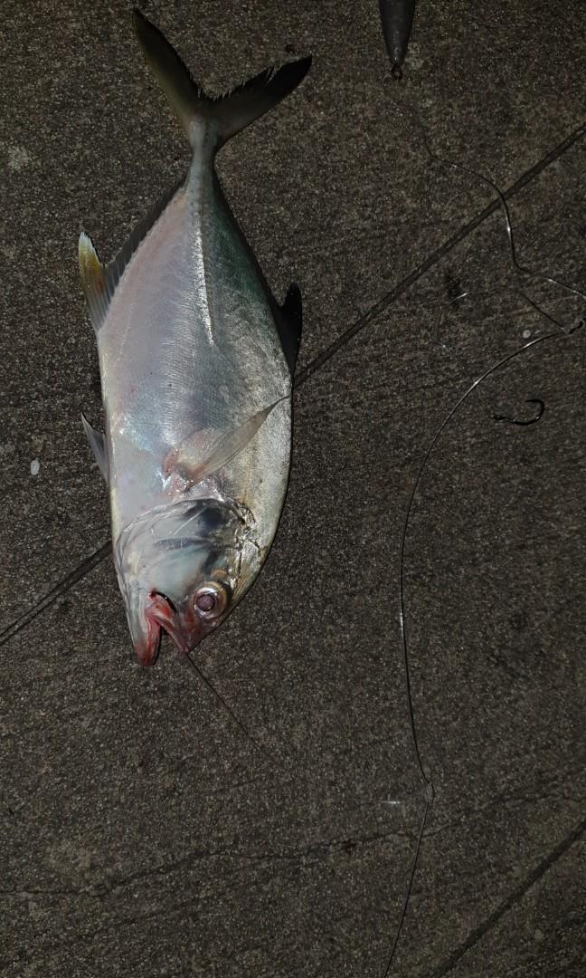 Fishing Apollo rig , Sports Equipment, Fishing on Carousell