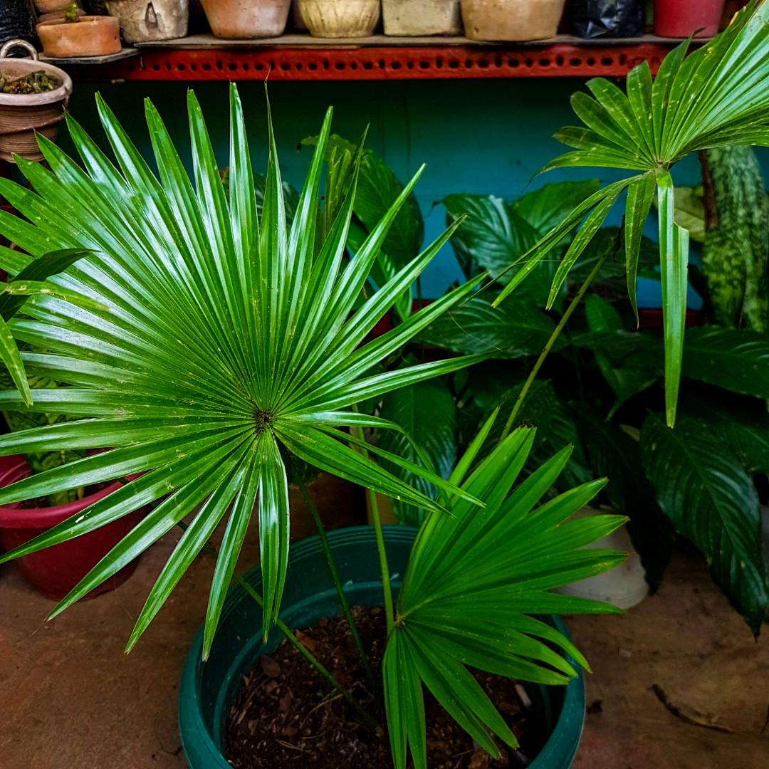 Anahaw, Furniture & Home Living, Gardening, Plants & Seeds on Carousell