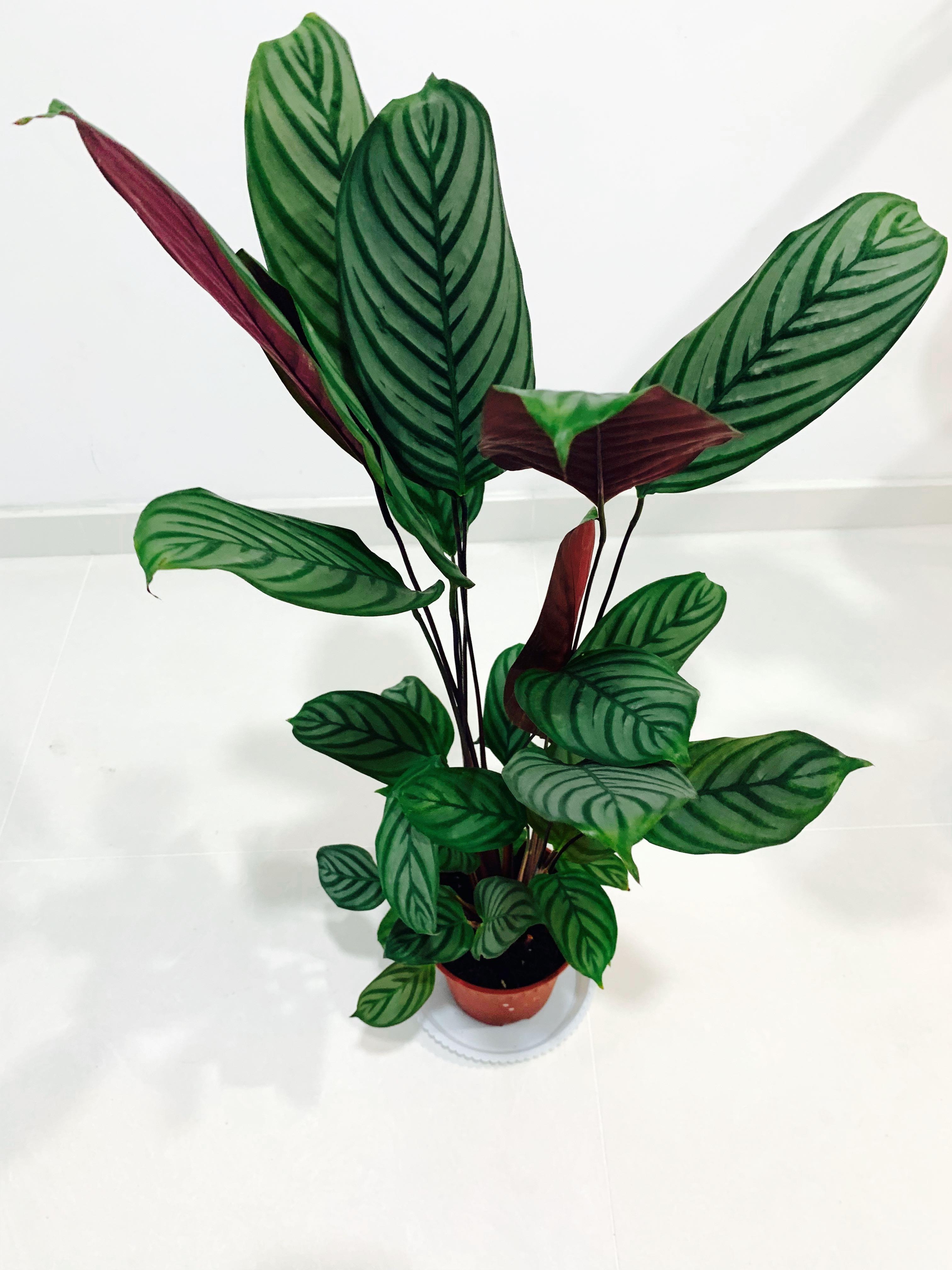 Calathea Setosa, Furniture & Home Living, Gardening, Plants & Seeds on ...