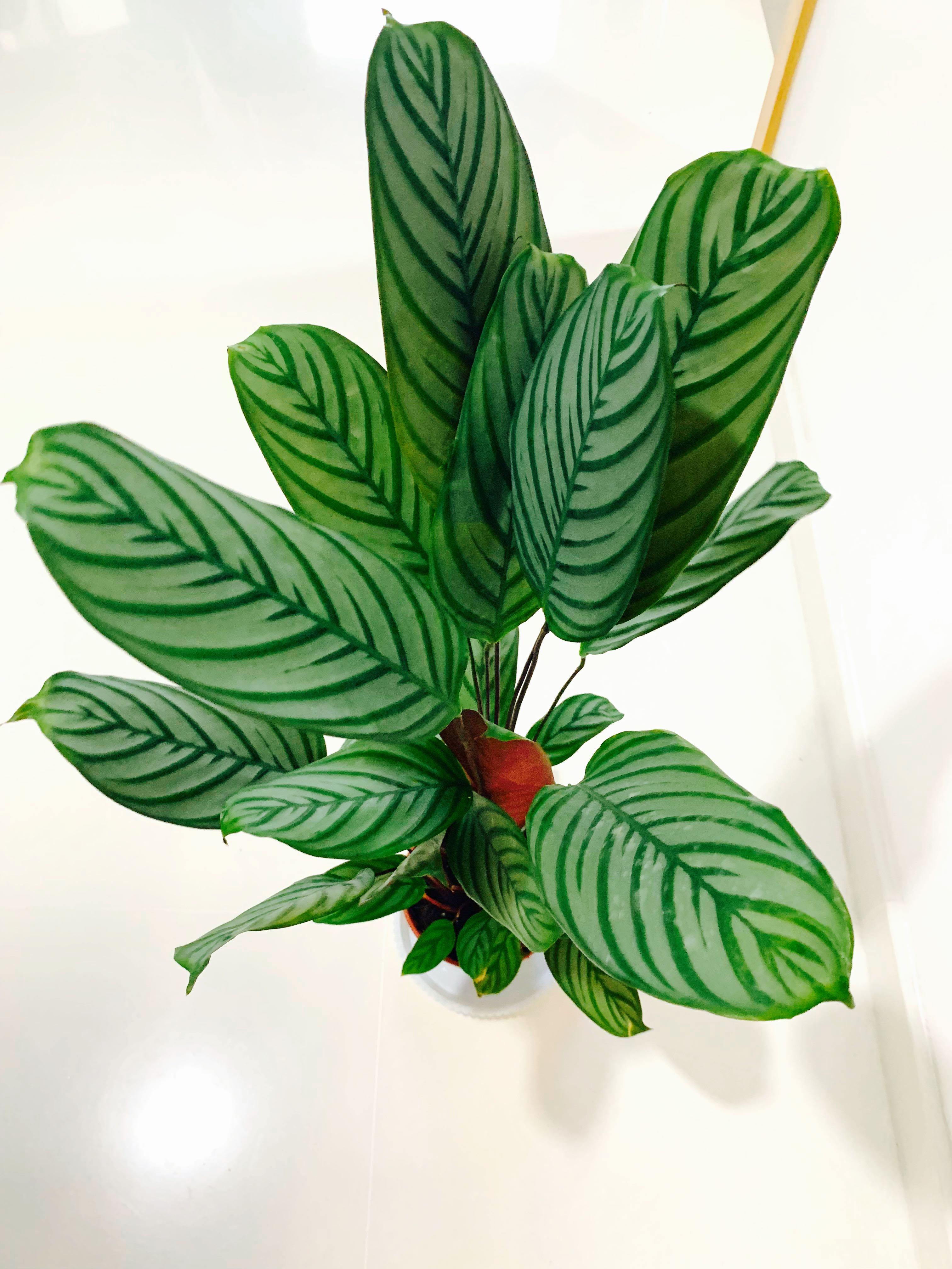 Calathea Setosa, Furniture & Home Living, Gardening, Plants & Seeds on ...
