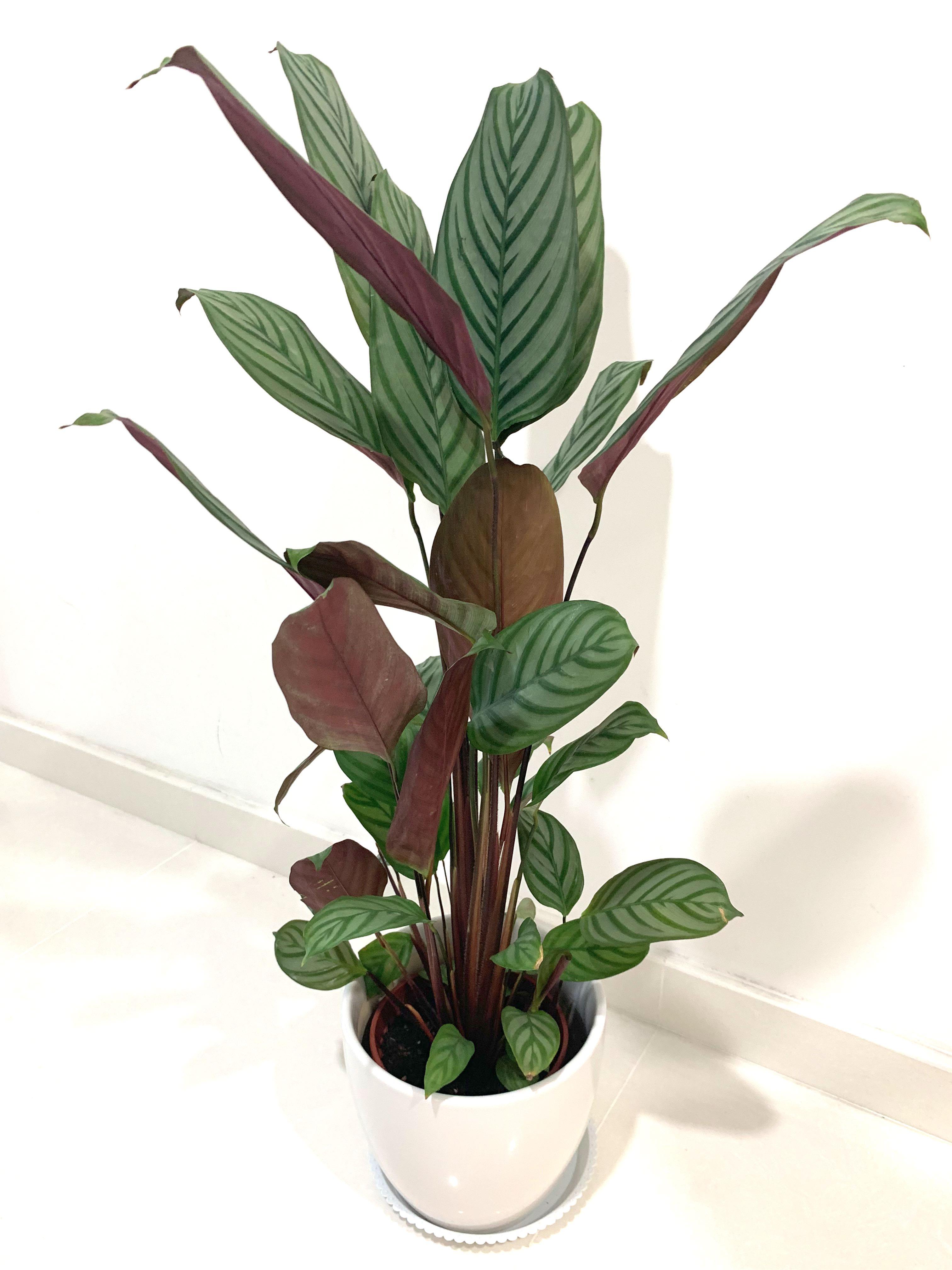 Calathea Setosa, Furniture & Home Living, Gardening, Plants & Seeds on ...