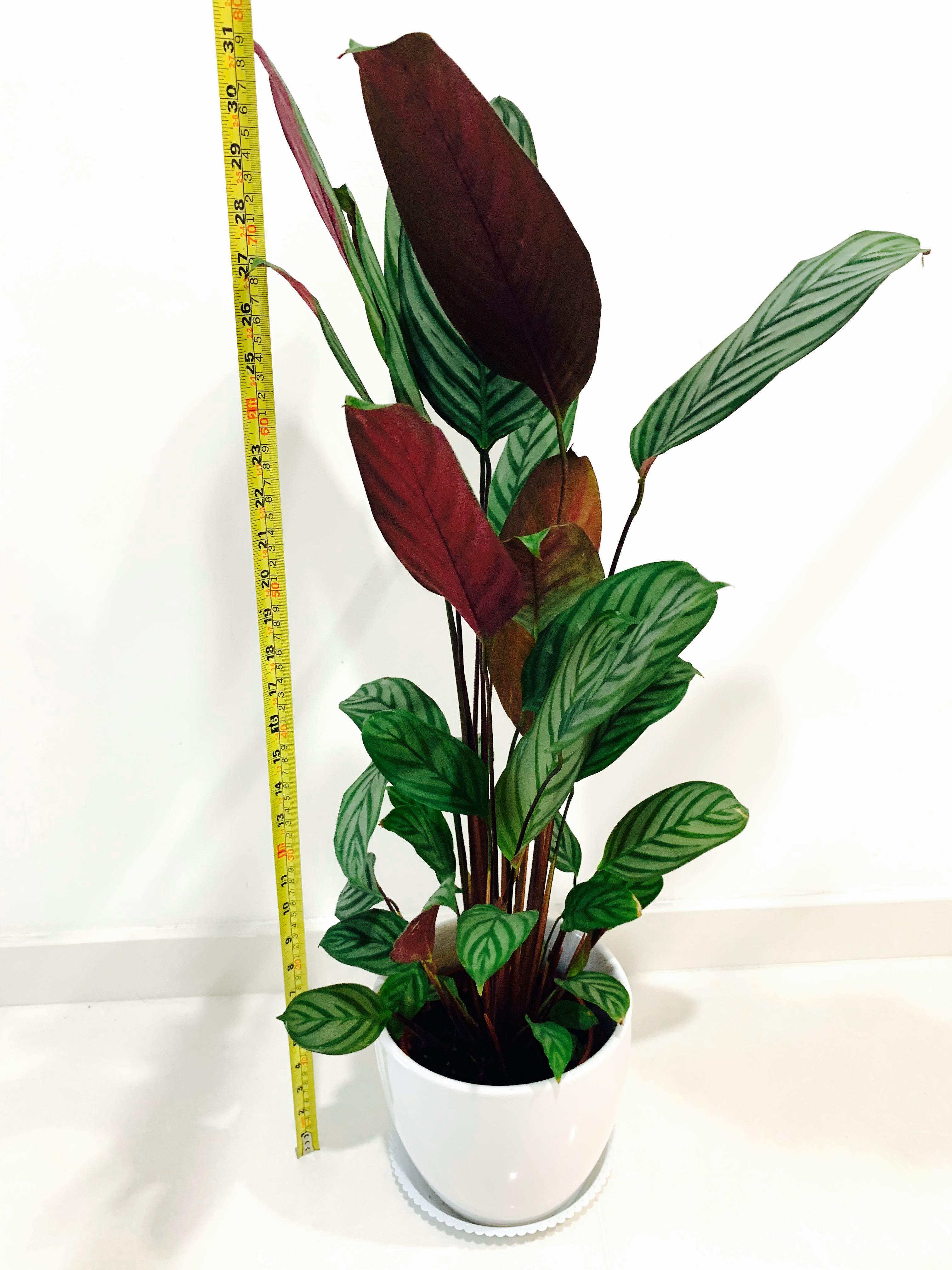Calathea Setosa, Furniture & Home Living, Gardening, Plants & Seeds on ...