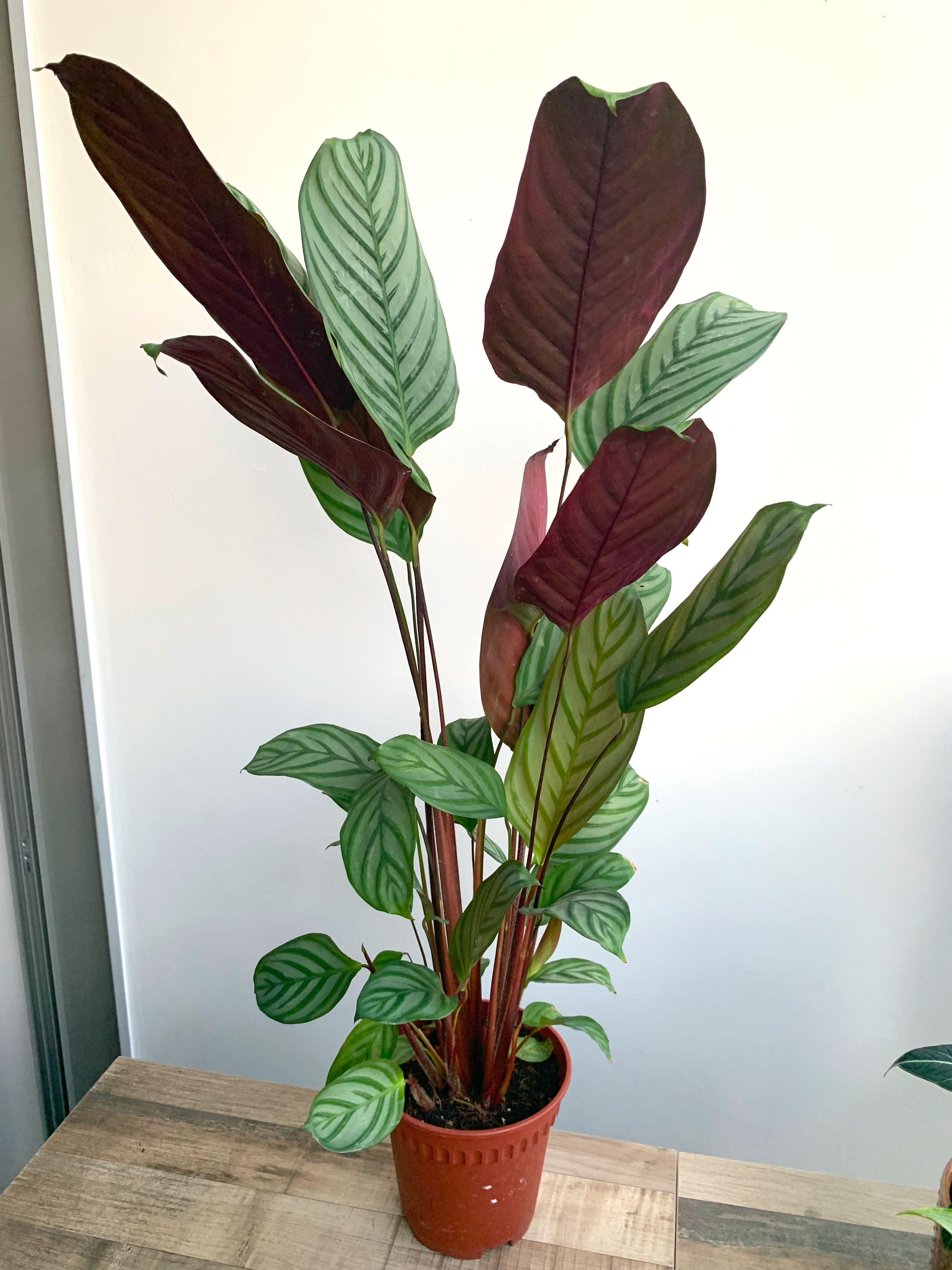 Calathea Setosa, Furniture & Home Living, Gardening, Plants & Seeds on ...