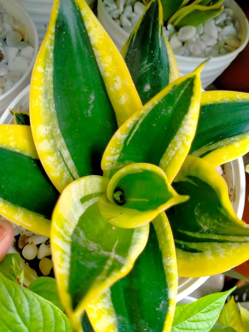 Dwarf Snake Plant, Furniture & Home Living, Gardening, Plants & Seeds ...