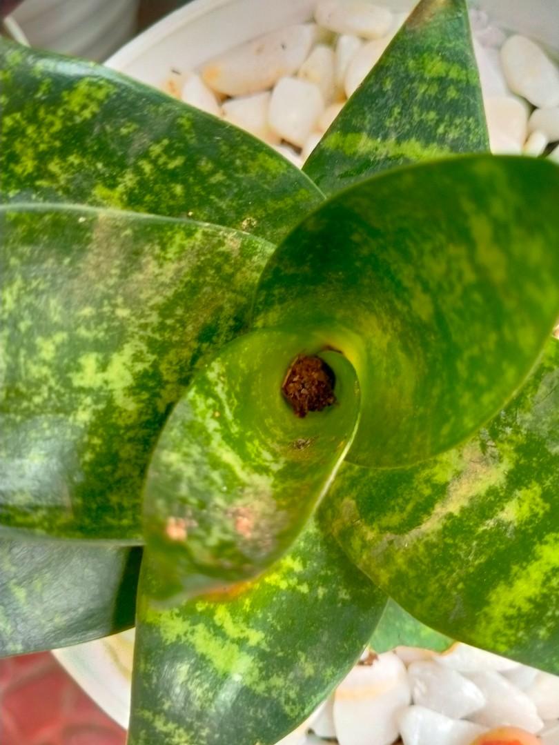 Dwarf Snake Plant, Furniture & Home Living, Gardening, Plants & Seeds ...