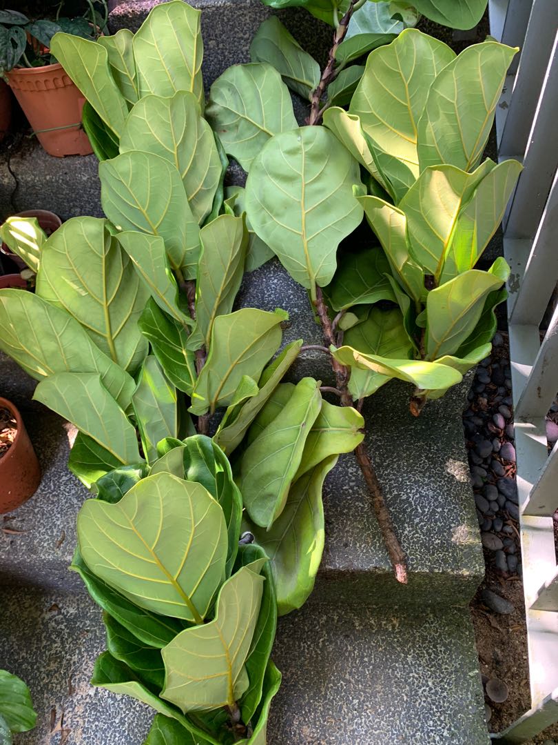 Fiddle Fig tree cuttings FOC, Furniture & Home Living, Gardening ...