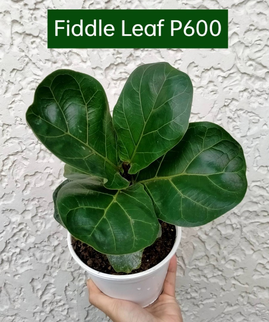 Fiddle Leaf Fig, Furniture & Home Living, Gardening, Plants & Seeds on ...