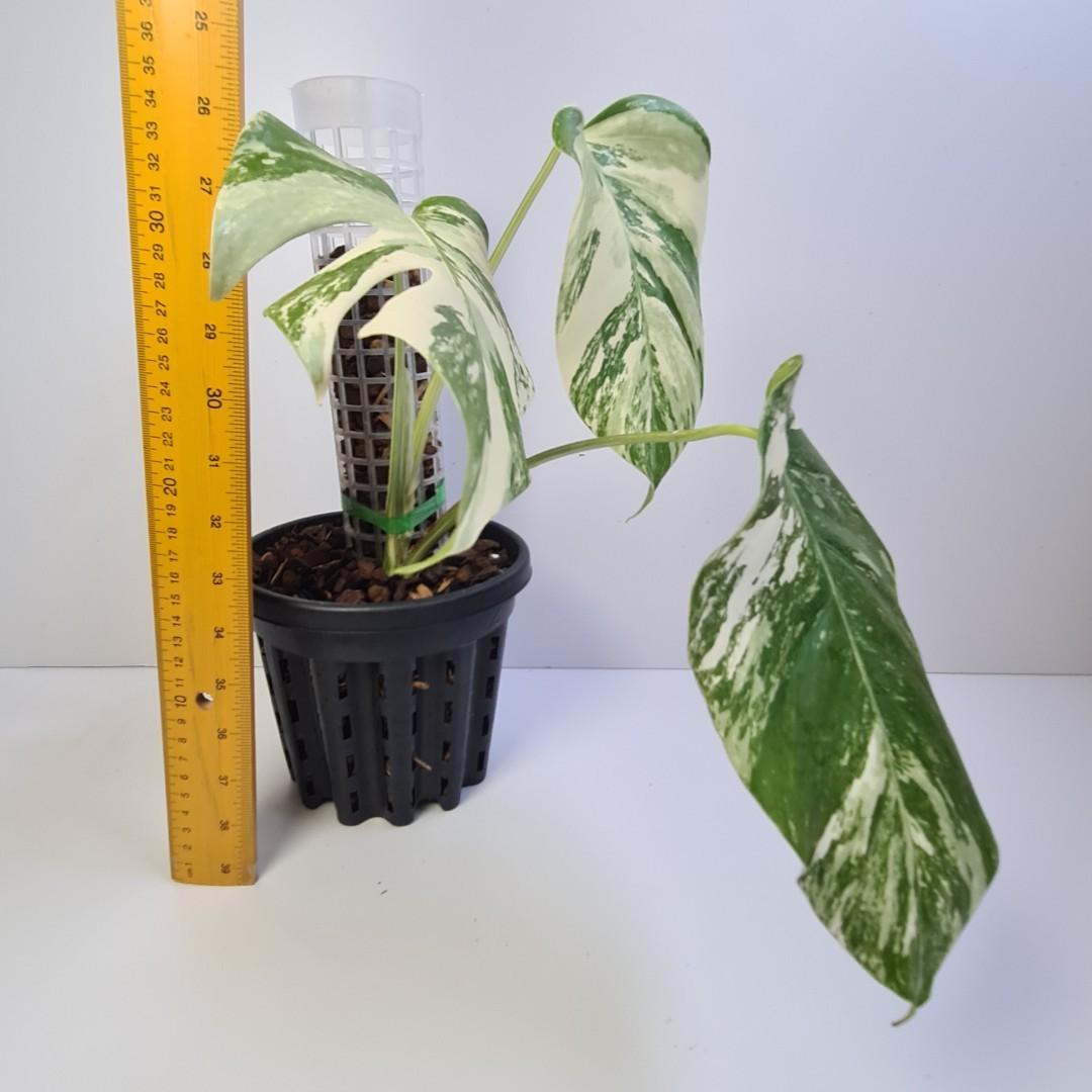 Monstera Bosigiana Albo - A1 Wagyu, Furniture & Home Living, Gardening ...