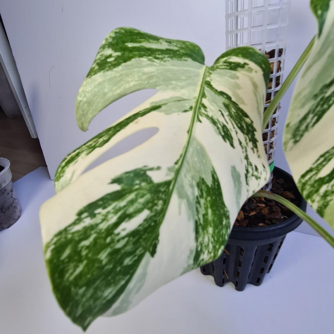 Monstera Bosigiana Albo - A1 Wagyu, Furniture & Home Living, Gardening ...