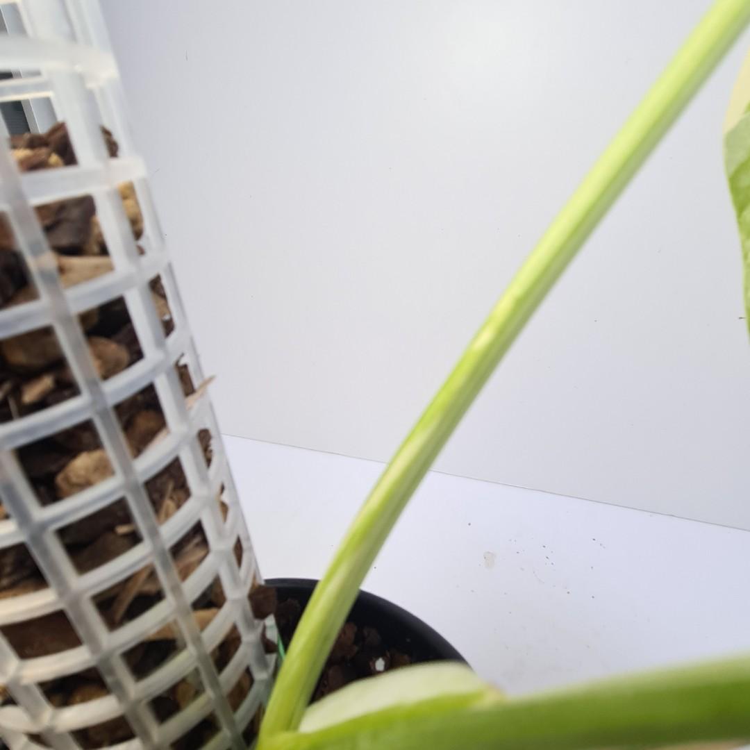 Monstera Bosigiana Albo - A1 Wagyu, Furniture & Home Living, Gardening ...