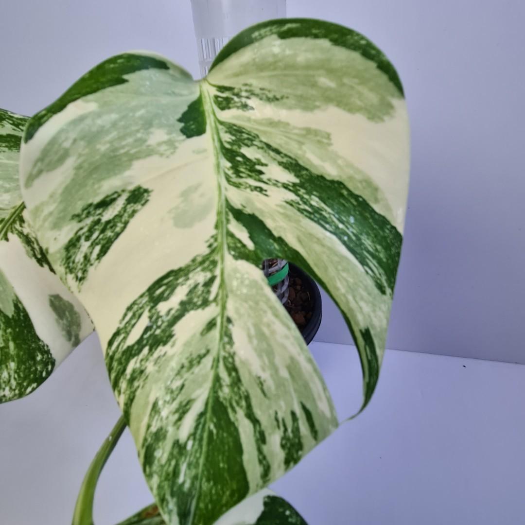 Monstera Bosigiana Albo - A1 Wagyu, Furniture & Home Living, Gardening ...