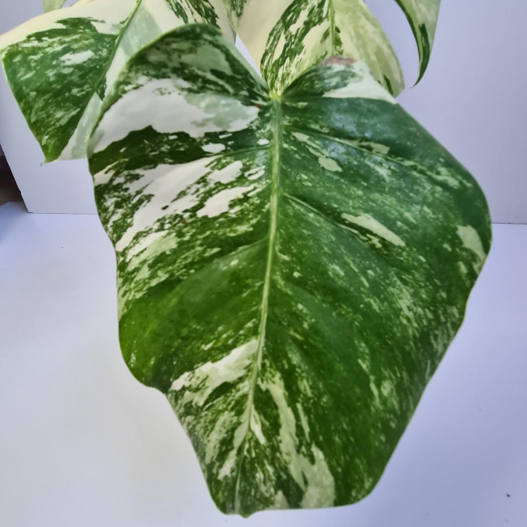 Monstera Bosigiana Albo - A1 Wagyu, Furniture & Home Living, Gardening ...