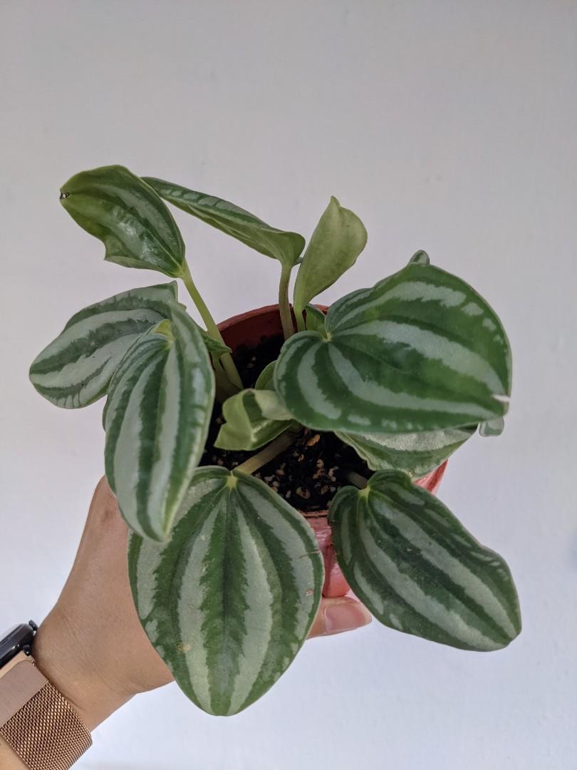 Pilea Mollis 'Moon Valley' | Watermelon Peperomia | Hoya Kerrii ...