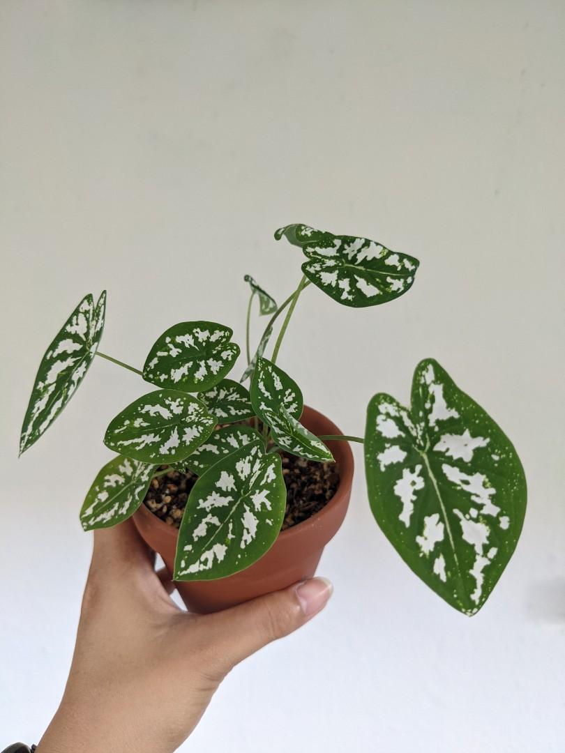 Pilea Mollis 'Moon Valley' | Watermelon Peperomia | Hoya Kerrii ...
