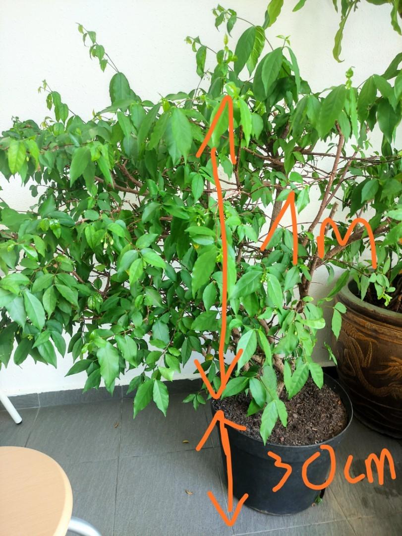 Selling flowering tree, Shui Mei, Furniture & Home Living, Gardening ...