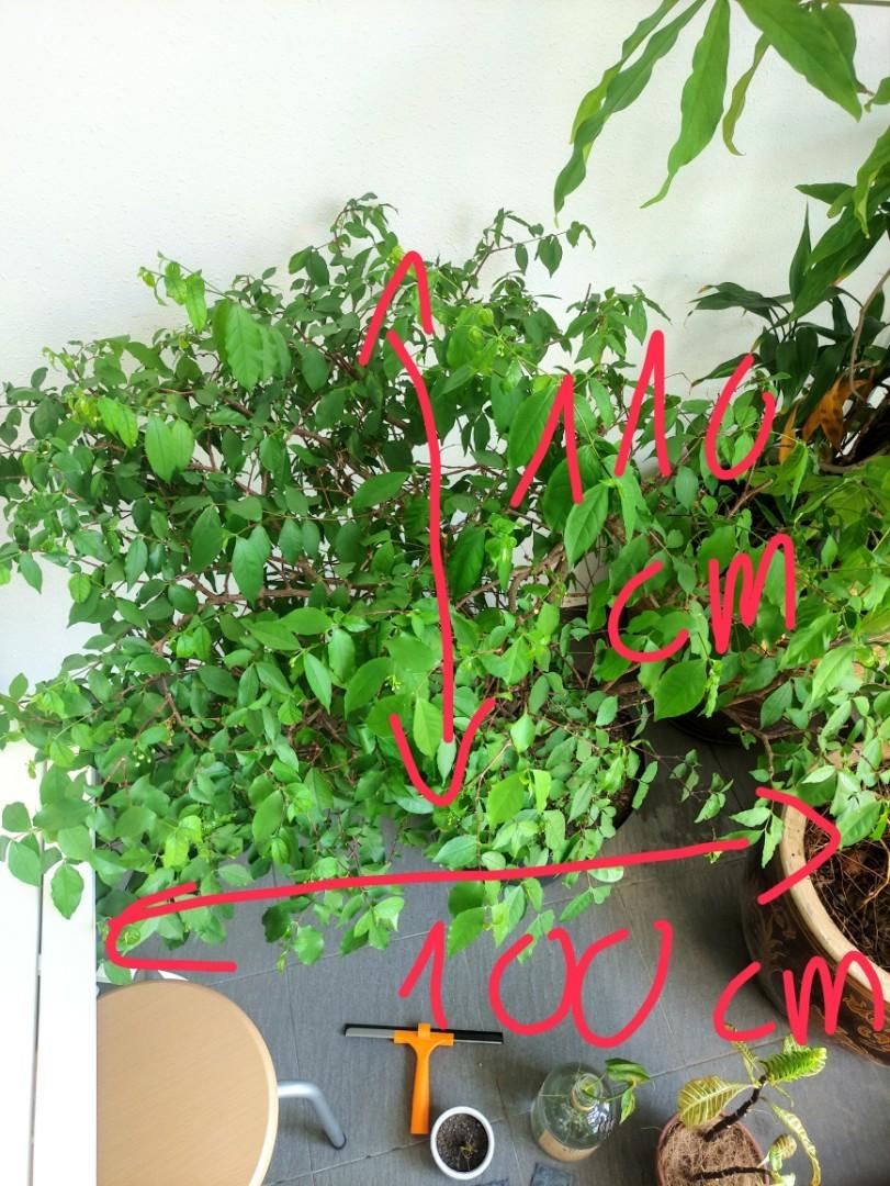 Selling flowering tree, Shui Mei, Furniture & Home Living, Gardening ...