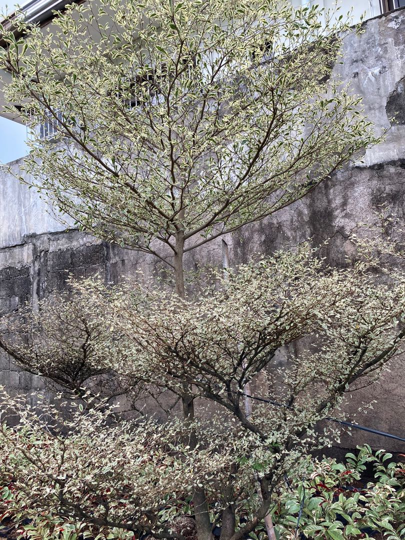 African talisay, Furniture & Home Living, Gardening, Plants & Seeds on ...