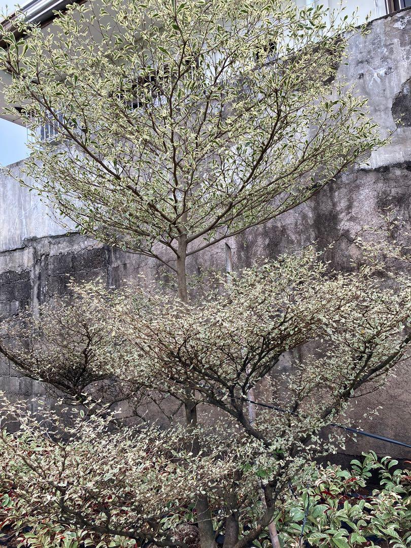 African talisay, Furniture & Home Living, Gardening, Plants & Seeds on ...