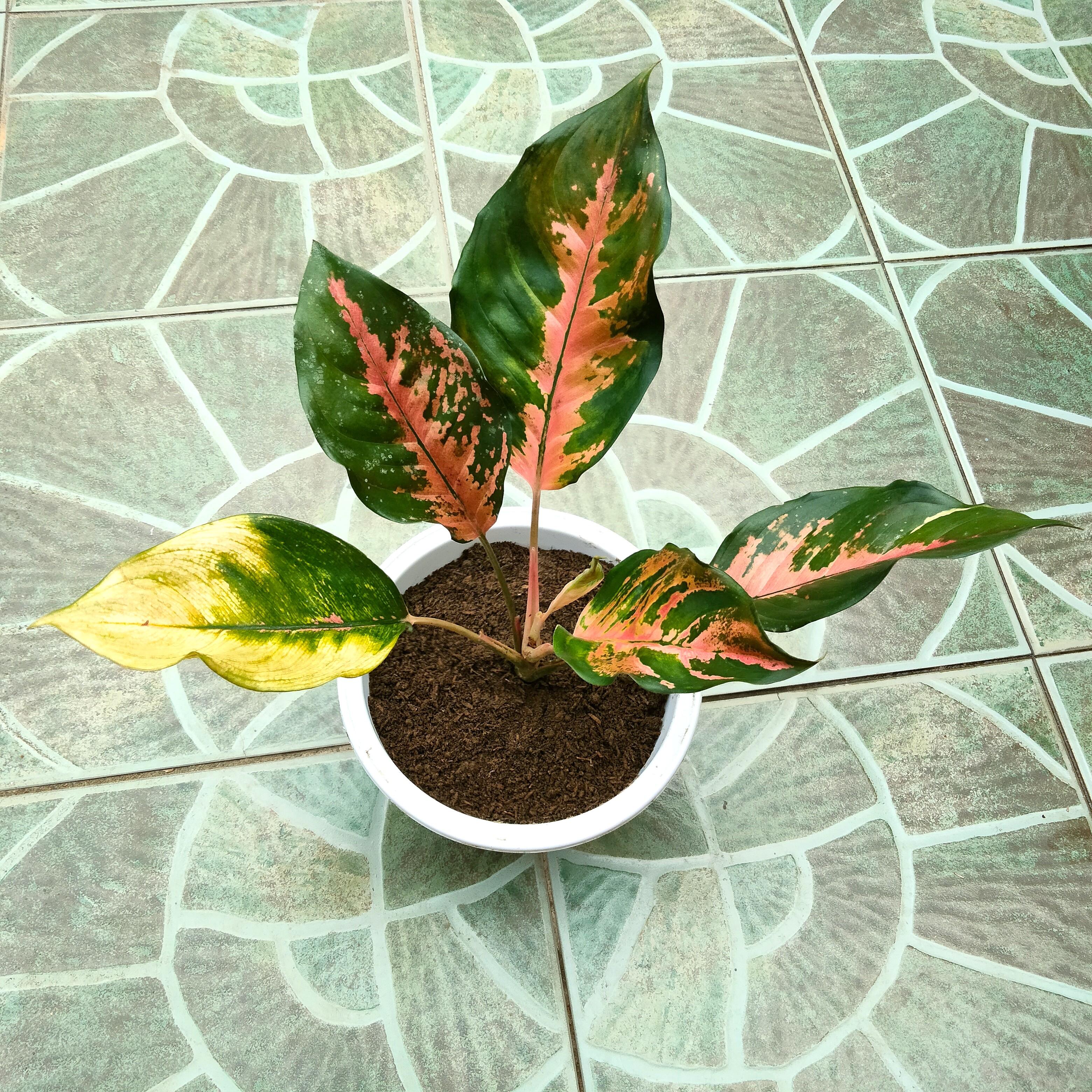 Aglaonema Yellow Cochin, Furniture & Home Living, Gardening, Plants ...