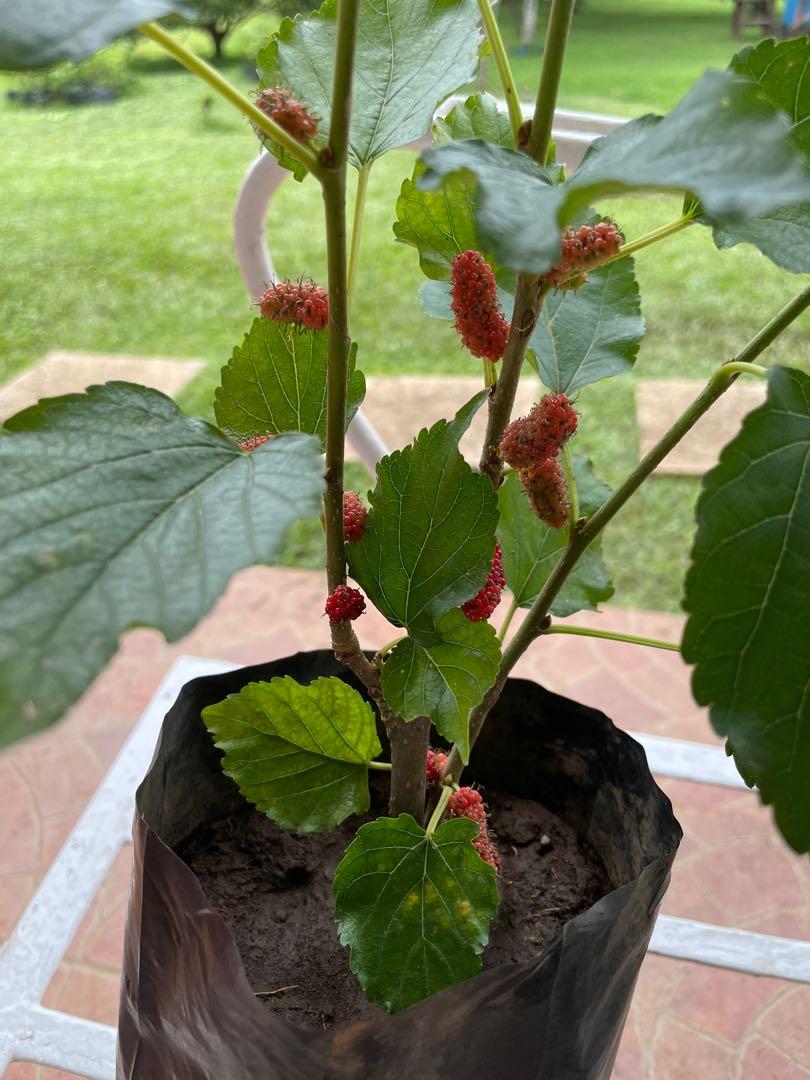 Australian Mulberry, Furniture & Home Living, Gardening, Plants & Seeds ...