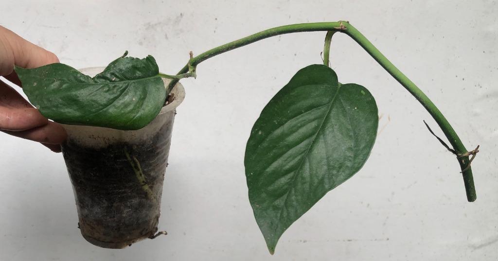 epipremnum pinnatum tibatib, Furniture & Home Living, Gardening, Plants ...