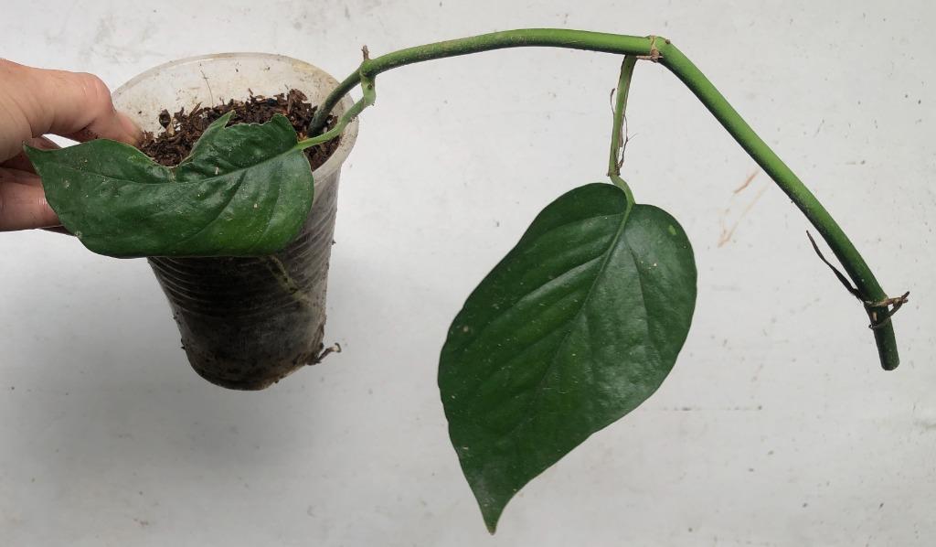 epipremnum pinnatum tibatib, Furniture & Home Living, Gardening, Plants ...