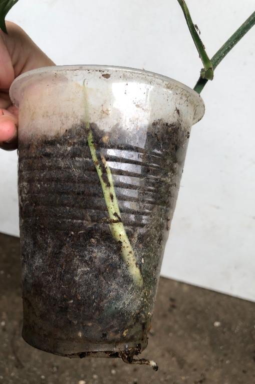 epipremnum pinnatum tibatib, Furniture & Home Living, Gardening, Plants ...