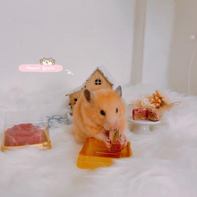 Hamster Mooncake - Homemade hamster treats, Pet Supplies, Pet Food on ...
