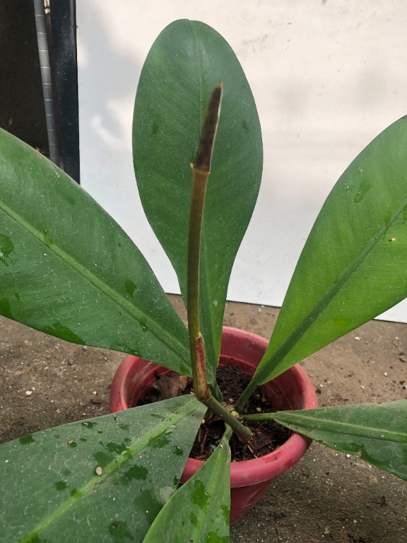 philodendron linnaei linnae sitting princess, Furniture & Home Living ...