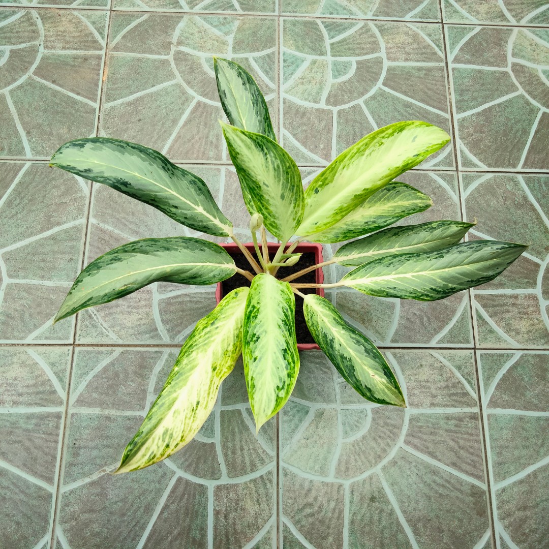 Rare Silver Bay /Emerald Bay Aglaonema, Furniture & Home Living ...